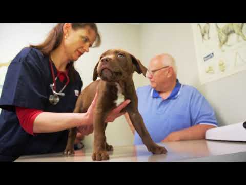 Barkes Corner Veterinary - Tauranga's Veterinary Experts