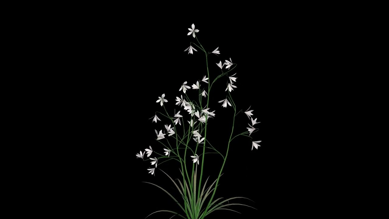 Flower grass seamless loop 4k alpha