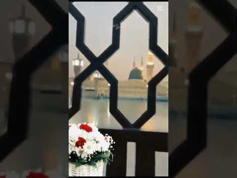 Qalbi fil madina