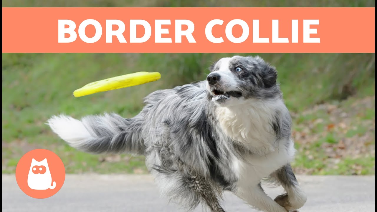 The BORDER COLLIE Dog Breed 🐶 (Origin, Characteristics, Character and Care)