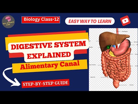 Digestive System: Journey Through the Alimentary Canal Explained|Bio_Science Guide