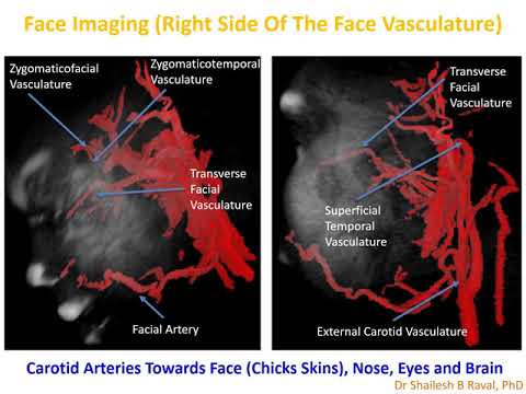 Blood Supply and Face Vasculature Visualization