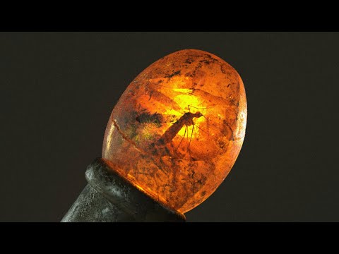 What is amber stone? snapthesis