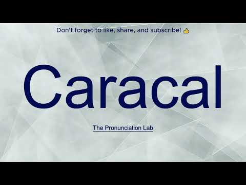 Caracal Pronunciation: How to Pronounce Caracal— How to Say Caracal?