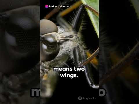 What Is a Fly šŖ° ? #fly