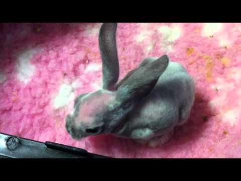 The Awkward Years: Strange Hairless Rabbit Goes From Bald to Beautiful ...