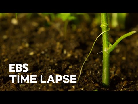 🌱 Amazing Australian Dodder growing process Timelapse