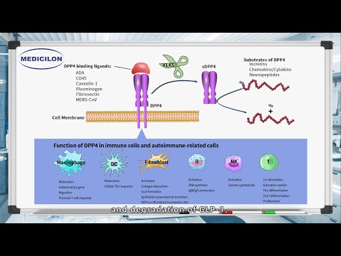 What is DPP-4|Medicilon Answer Me
