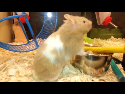 Rodent wheel Run little guy.