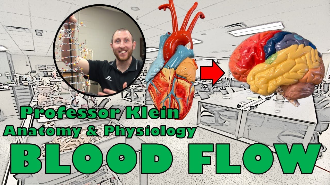 Blood Flow: Heart to Brain & Back!