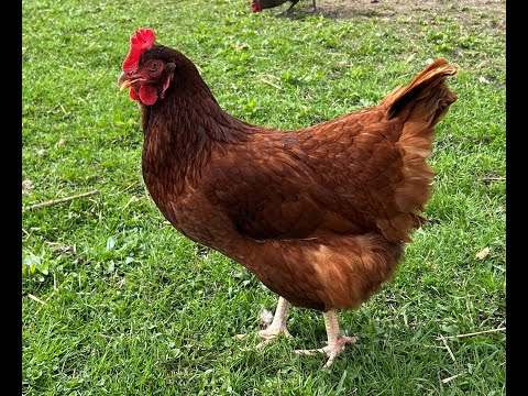 Breed Overview: Rhode Island Red Chicken