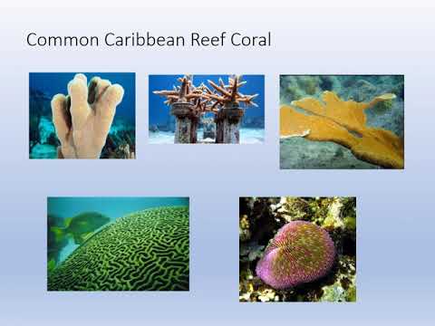 Lecture 8 Classification of Marine Life Part 2