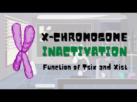 X inactivation | Role of Tsix gene and its mechanism | Genetics | Akash Mitra