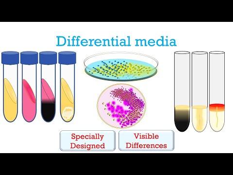 Differential Media in Microbiology