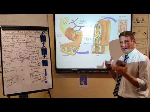 AQA GCSE Biology. B3.2- Digestive system