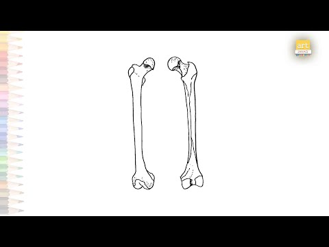 Human Femur bone and Patella diagram | Science drawings | How to draw Human Femur bone and Patella