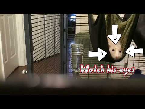 My pet rats eyes went pop