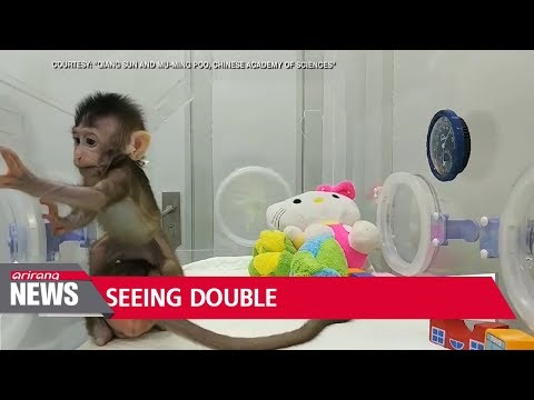 Chinese scientists successfully clone monkeys for first time