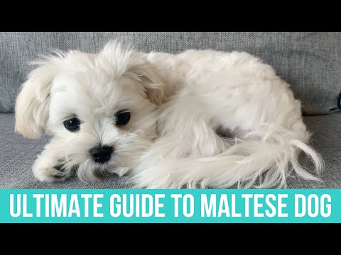 ULTIMATE GUIDE TO A MALTESE DOG πΆ