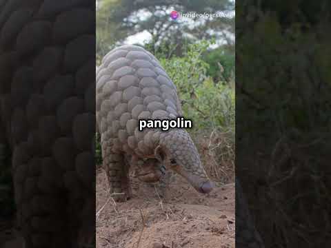 5 Unbelievable Facts About the Pangolin | Animal Kingdom