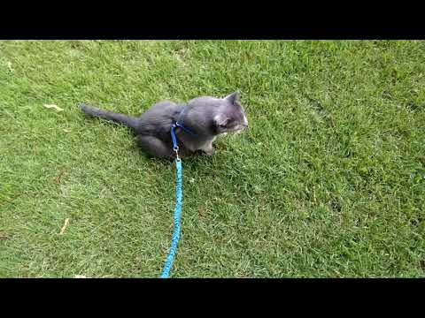 Thunder Shows the Definition of the Word Scurry
