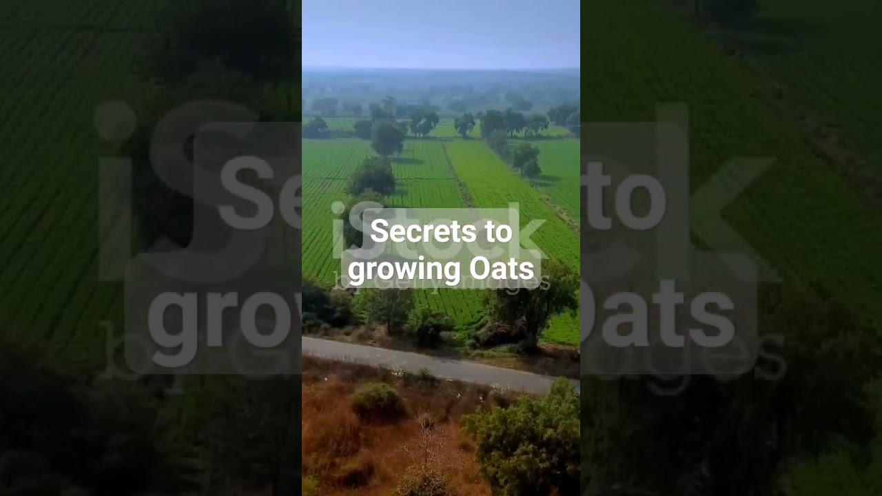 secrets to growing oats