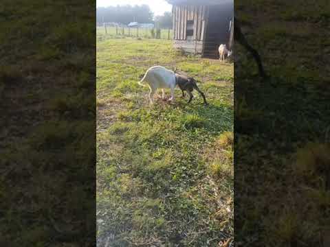 pelea de chivo