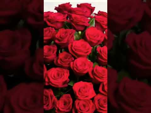 real name:rose lots of nicknames #rose
