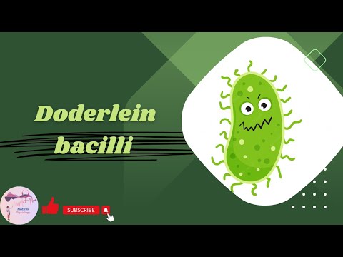 Doderlein Bacilli