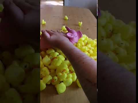Steam Community :: Video :: I SAVED THE RUBBER DUCKS FROM THE PIG