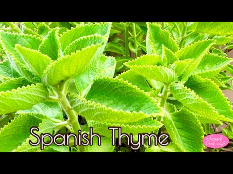Regrowing Spanish Thyme at Home
