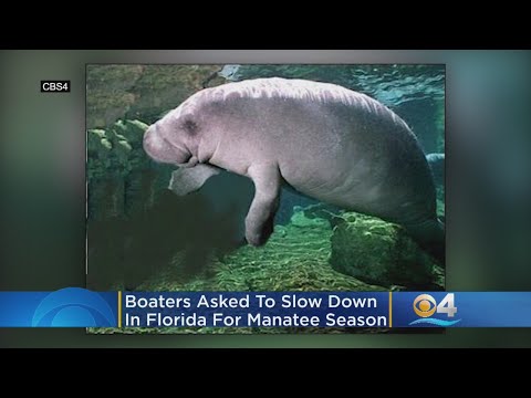 Boaters Slow Down! Florida Manatee Season Is Upon Us