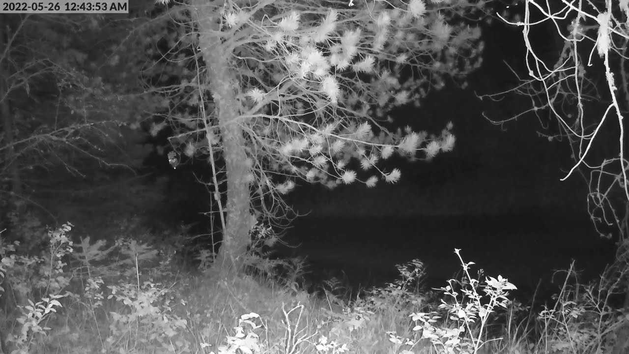 Skunk (Mephitis mephitis) in the wild