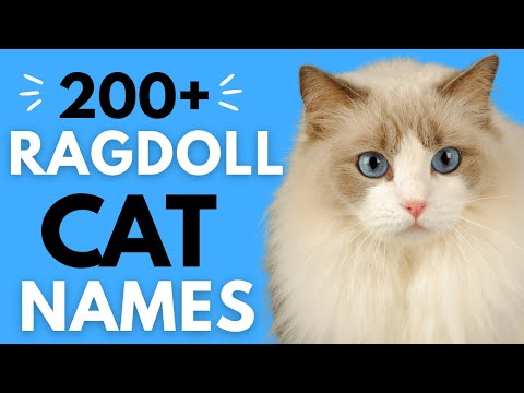 200+ Ragdoll Cat Names | Perfect Male and Female Cat Names