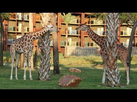 Planet zoo african animals || African planet zoo !