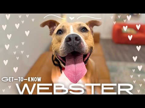 Dog for adoption - Webster Von Zoomie grade a beefcake, an American ...