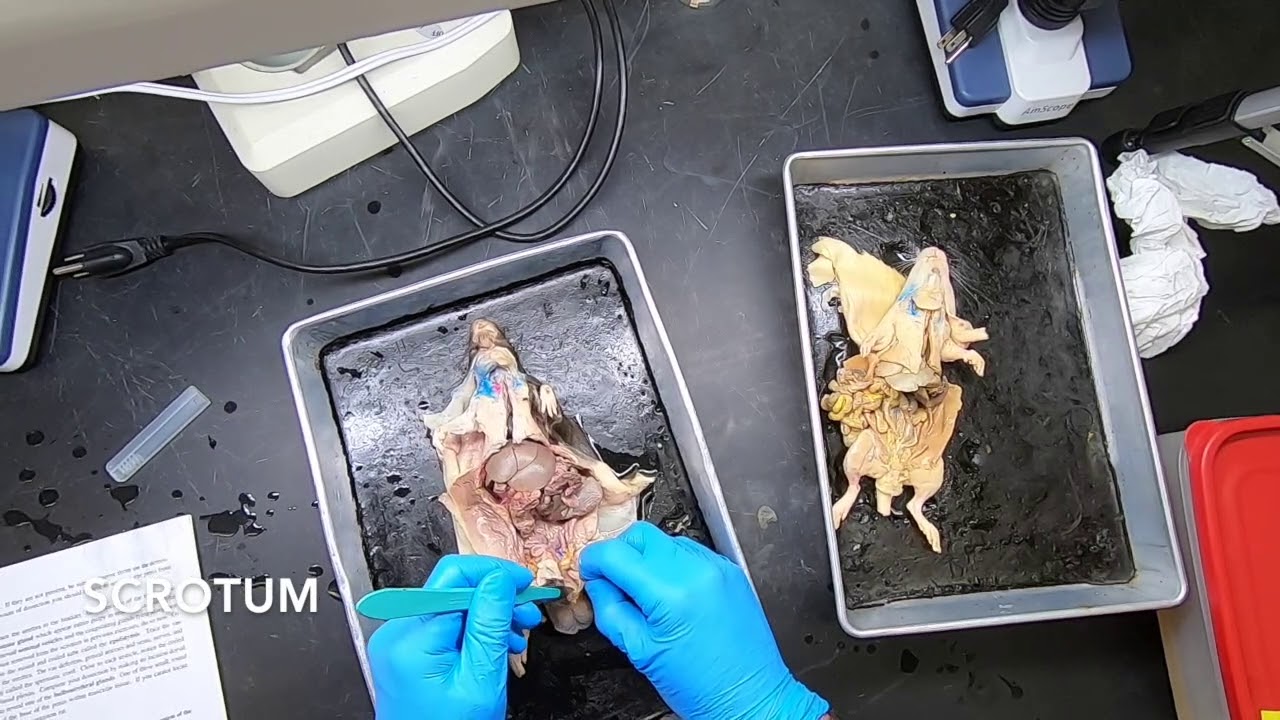 Rat Dissection 7