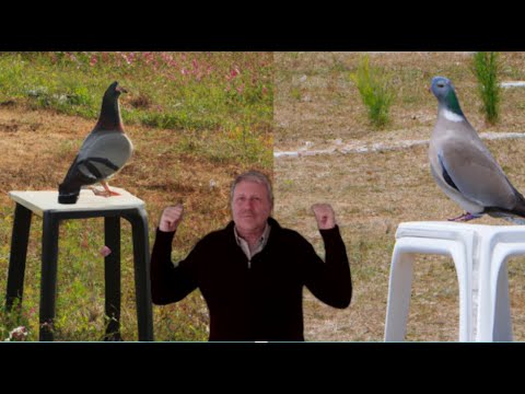 Why do we say stool pigeon?