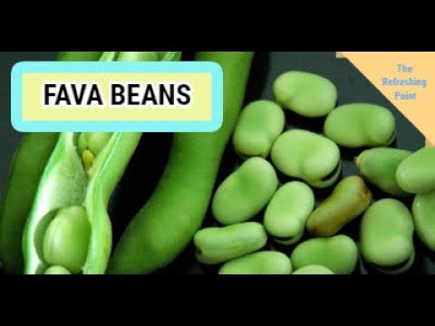Fava Bean Health Benefits and Why You Should Incorporate Them Into Your Diet - Broad Beans