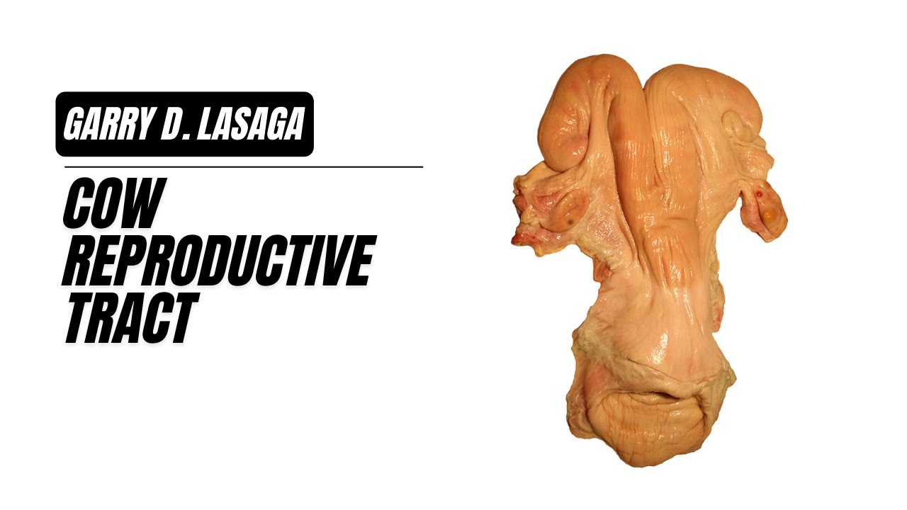 VET ENDO | Cow Reproductive Tract | (2022-2023)