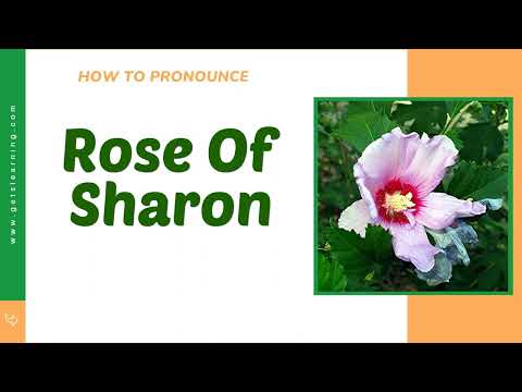 How to Say (Rose Of Sharon) In British English