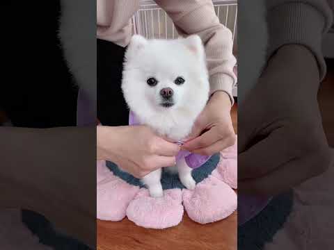 What are Fashion Pet Dresses#pet#Dog Clothes & Accessories#Pet Clothes#Pet Clothing & Accessories