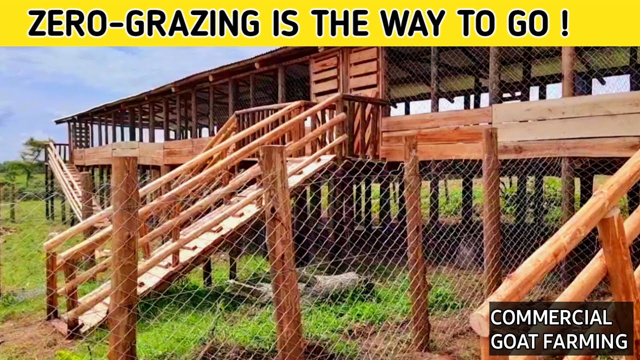 Reasons Why Zero-Grazing is the way to GO | 2026
