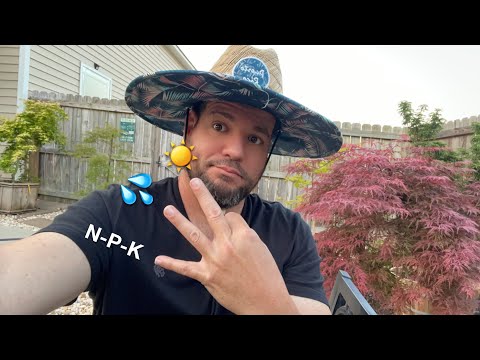 3 Common Mistake People Make With Their Japanese Maples and Conifers. I’ve Done All Of Them 🤦🏻♂️