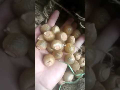 Soap Nut - Ritha Latest Price, Manufacturers & Suppliers