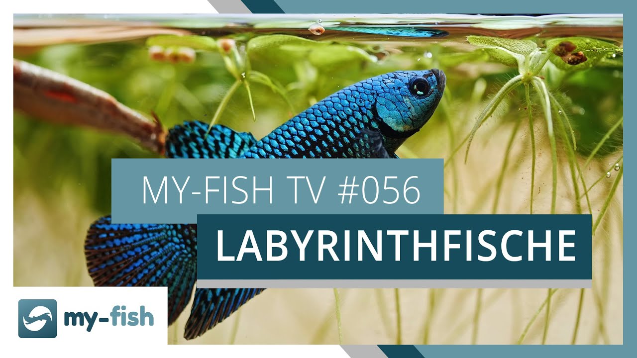 Podcast & Tv - my-fish - Aus Freude an der Aquaristik