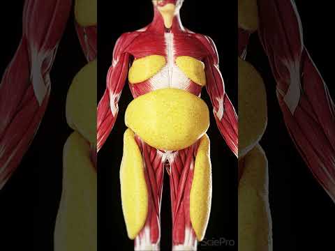 ⚖️ Subcutaneous Fat: More Than Just Storage ⚖️