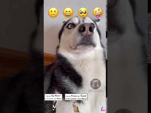 Emoji dog. Husky make emoji face |Cute Emoji Animals#1| funny cute doggy|funniest cutest dog
