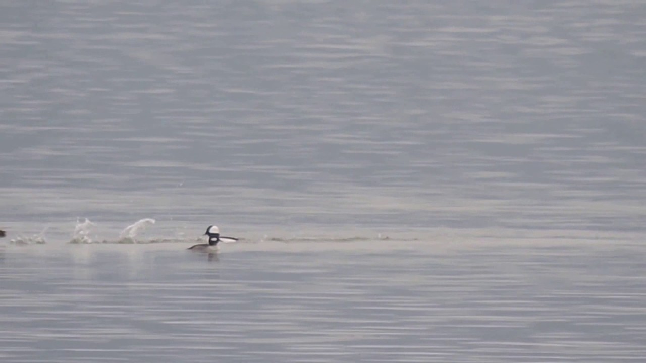 Capital Naturalist: Bufflehead Ducks Displaying