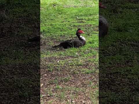 Killdeer Chick Forages by Muscovy Duck, Mallard Ducks & Parent by Pond on Oviedo Boulevard!